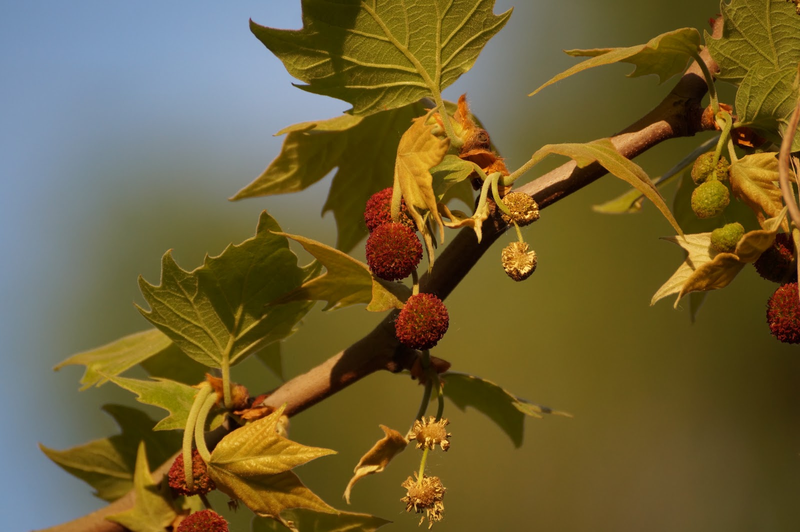 Rośliny ozdobne: Platanus x acerifolia - platan klonolistny