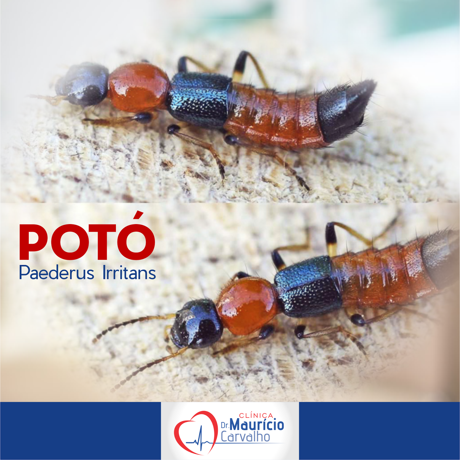 ATAQUES DE POTÓ: DRA. DANIELLY LUZ MENDES ORIENTA SOBRE LESÕES CAUSADAS ...