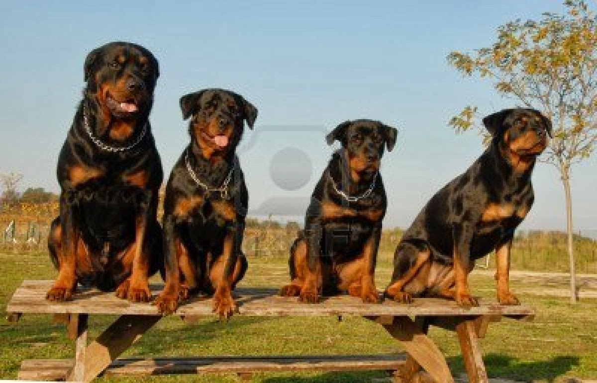Rottweilers y demás.