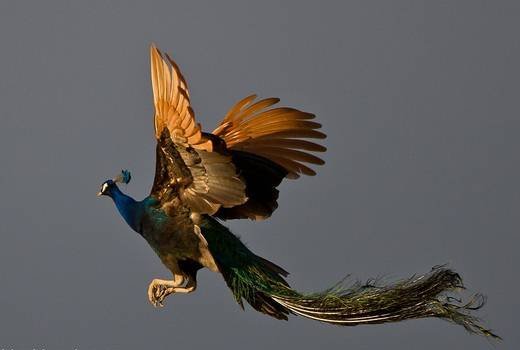 TELUGU WEB WORLD: Look at the National Bird of India - THE PEACOCK ...
