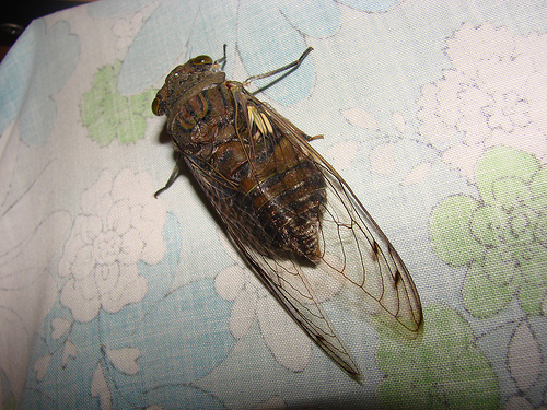 AMCGSA en el Mundo Hispano Hablante: El Simbolismo de la Cigarra