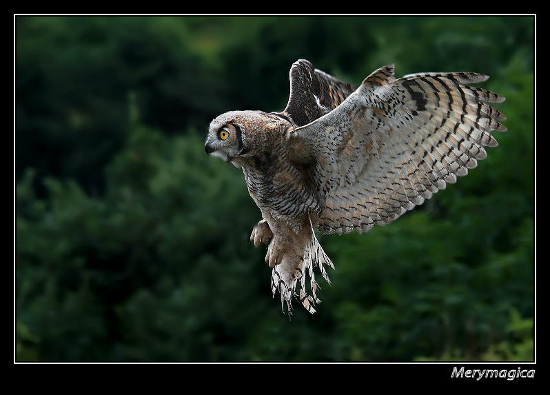Info animales: STRIGIFORMES EL GRAN CAZADOR NOCTURNO