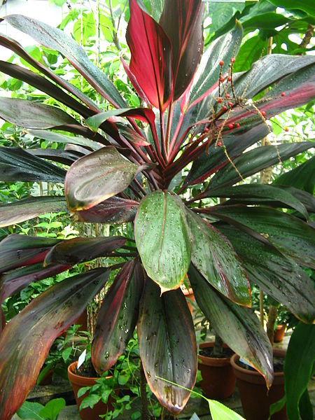 Aya Naon di Handeuleum Sieum Jeung di Hanjuang Siang