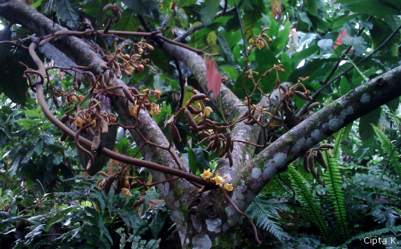 Galeola - Alchetron, The Free Social Encyclopedia