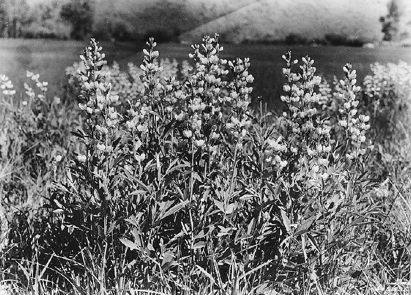 Future Plants by Randy Stewart: Thermopsis - Carolina Lupine