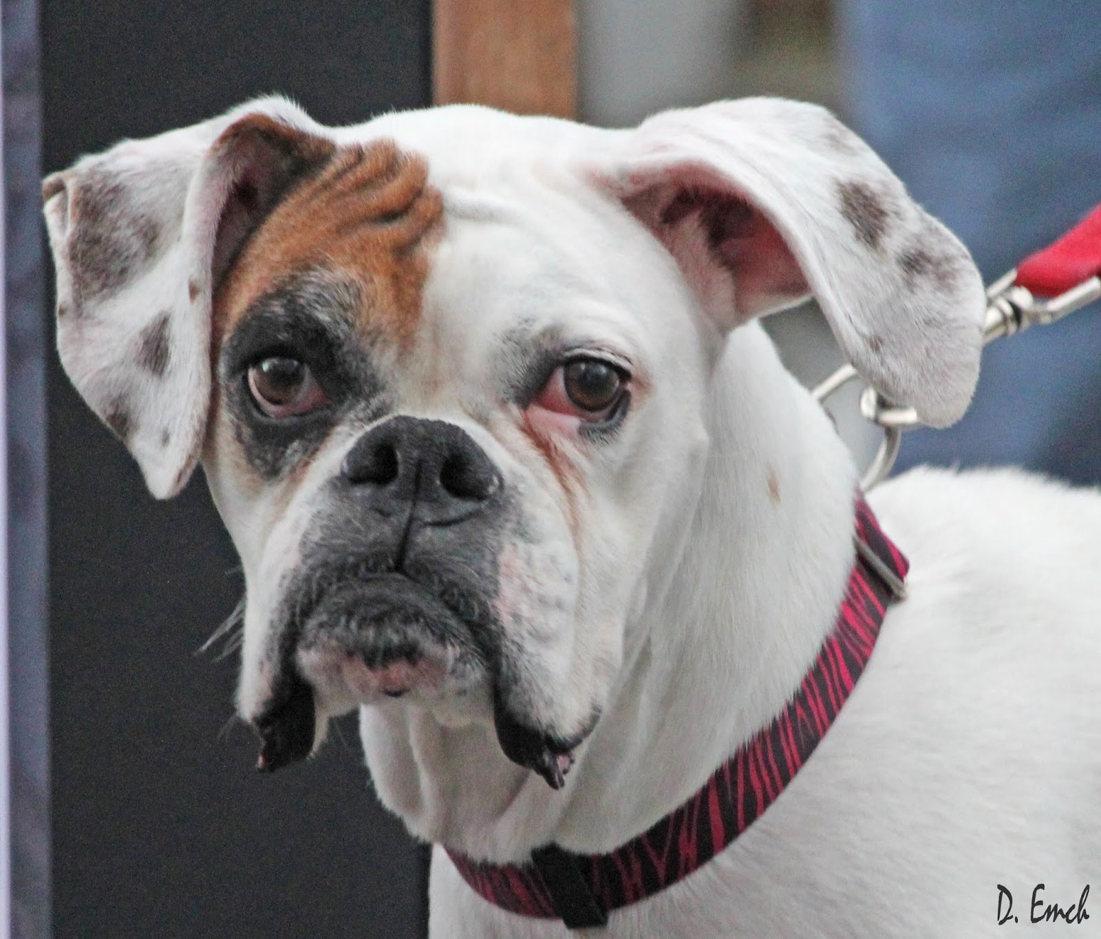 Capture America Journal