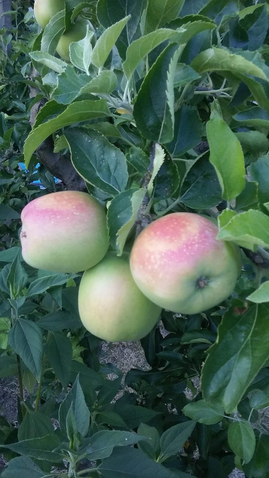 From Garden to Kitchen: Apples!