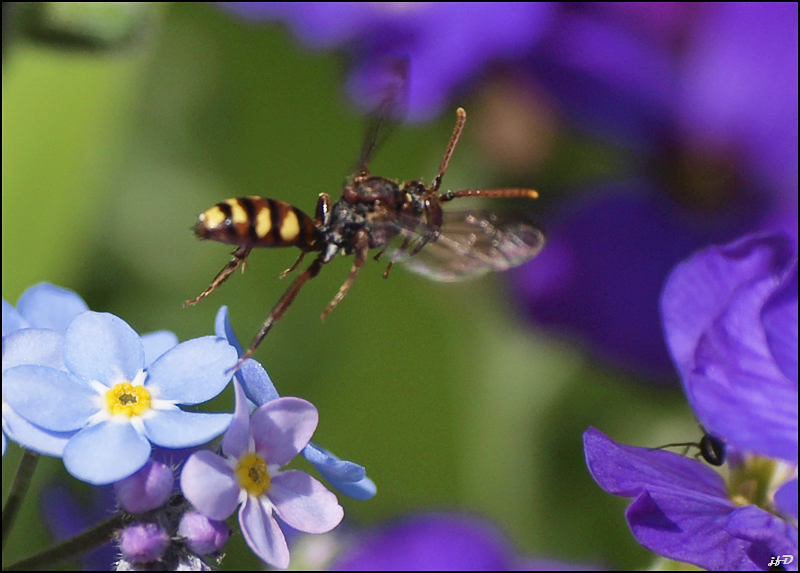 au fil du temps: insectes volants
