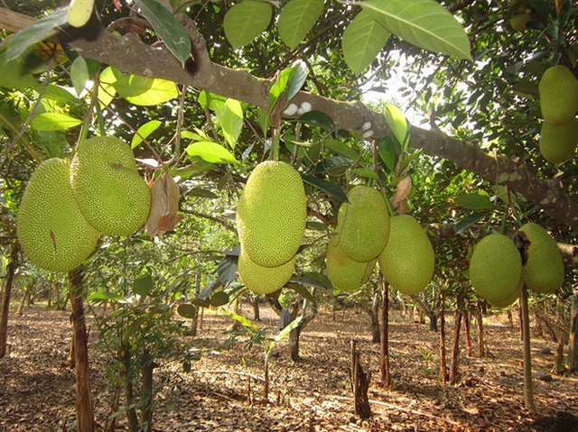 Giống Mít Thái | Kỹ thuật trồng và chăm sóc Mít Thái ra trái quanh năm