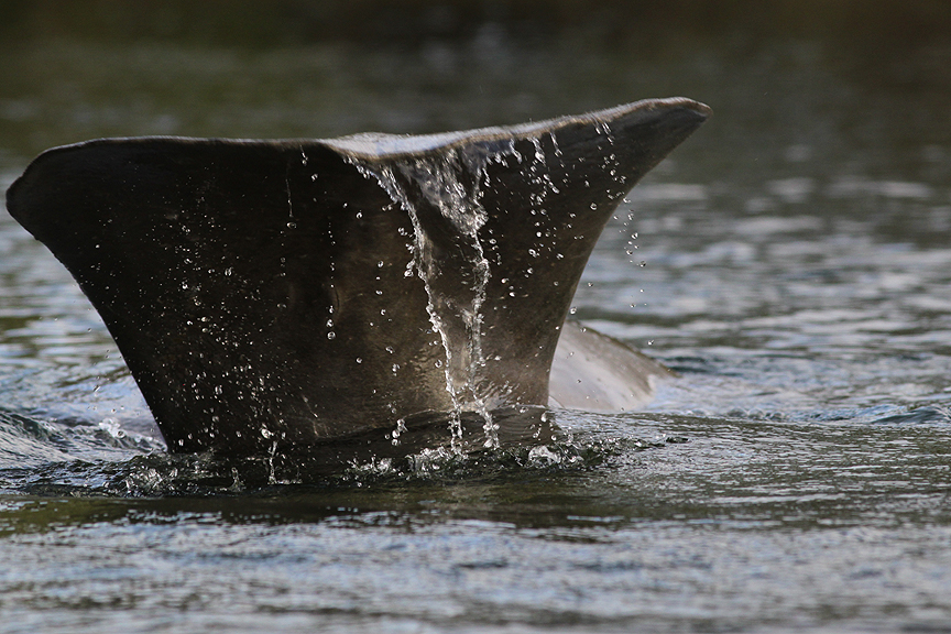 The Rambling Wren: Manatee Tails