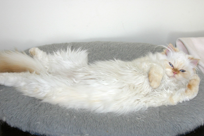 Cat Chit Chat: Picture of Siamese Persian Cat