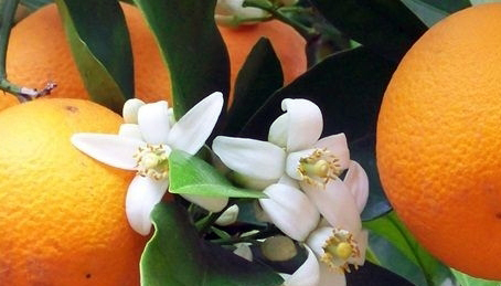 Las abuelas un mundo de sabiduria: Flor de Azahar propiedades y beneficios