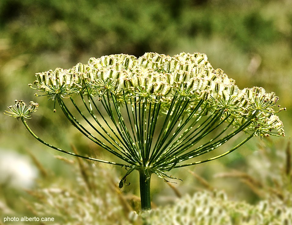 Imperatoria (Peucedanum ostruthium)