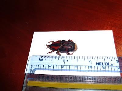 University of Florida/IFAS Charlotte County Extension: The palmetto ...