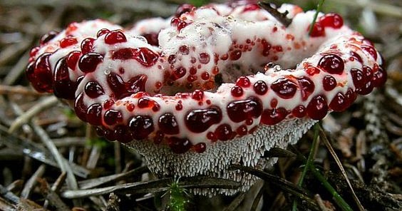 MicroBichos: Hongo diente sangrante: Hydnellum peckii