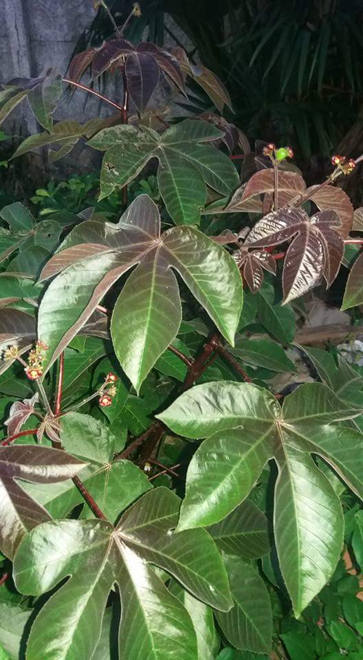 EWÉ ERVAS SAGRADAS ( SAGRED HERBS ): ÈWÉ BÒTUJÉ PUPÁ