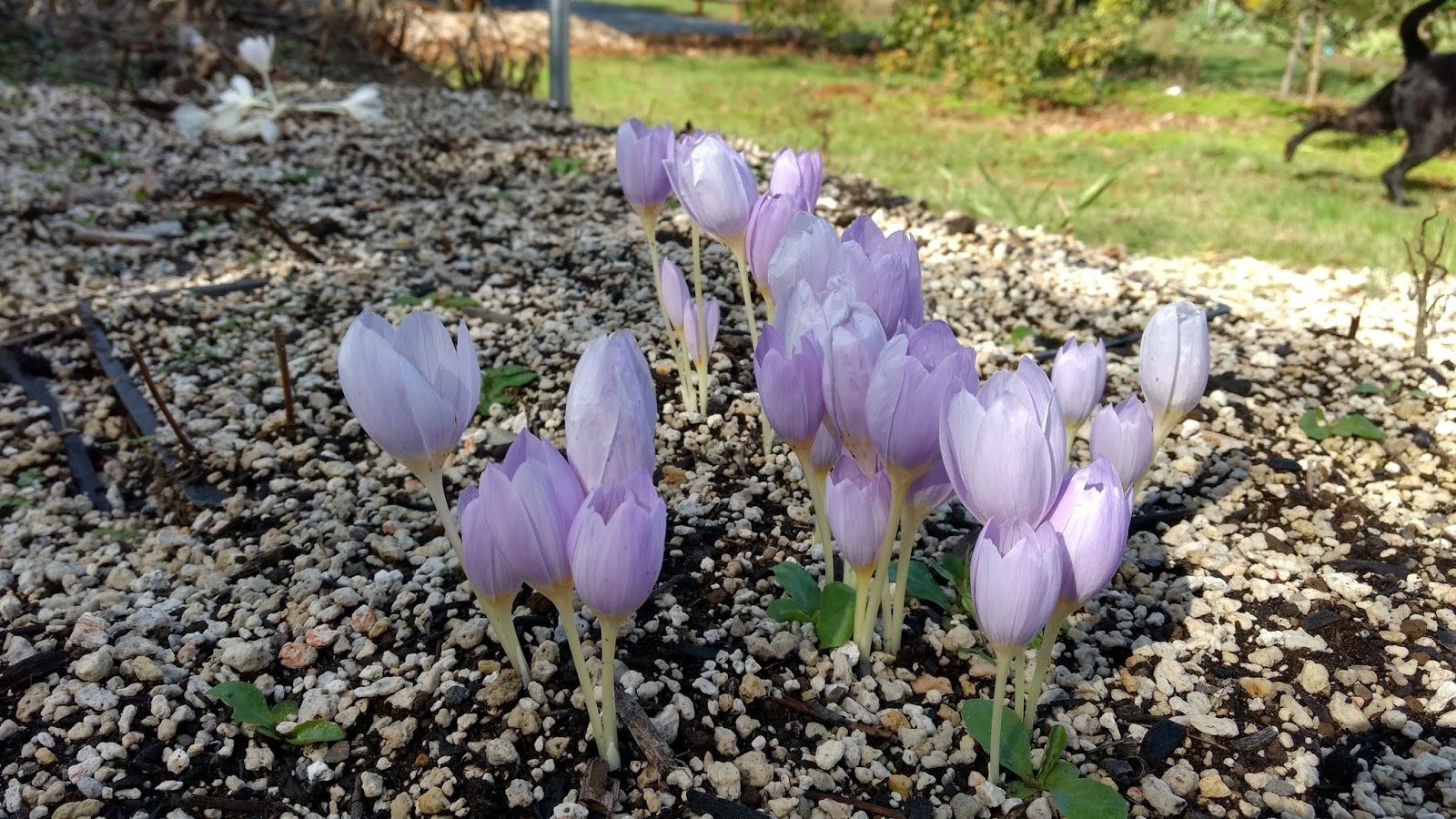 illahe Rare Bulbs: Crocus kotschyanus