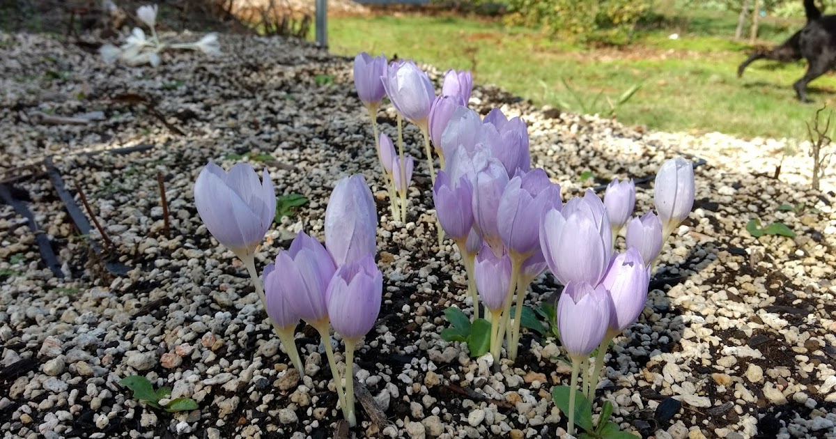 illahe Rare Bulbs: Crocus kotschyanus