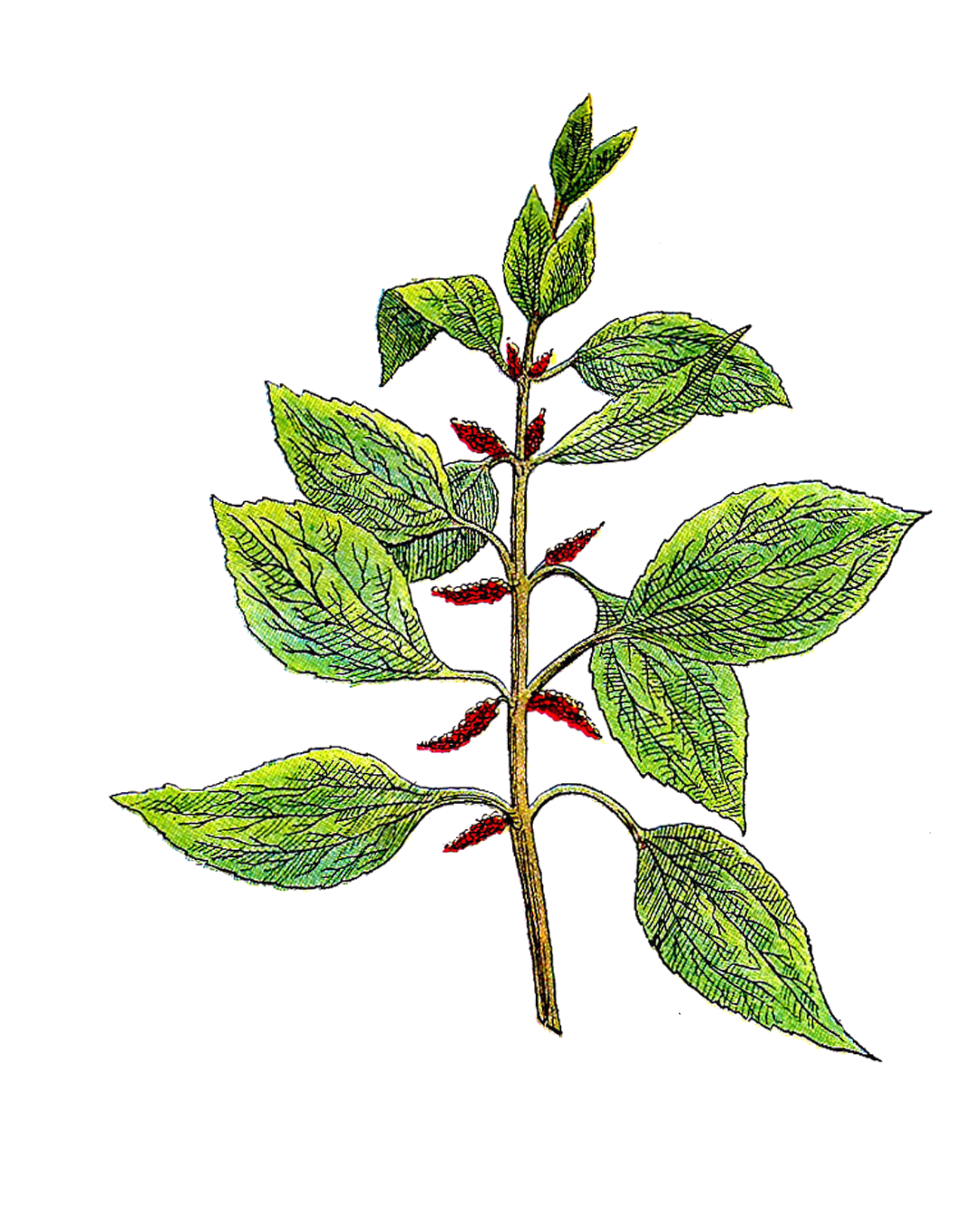 Antique Images: Free Botanical Clip Art: Vintage Illustration of Her ...