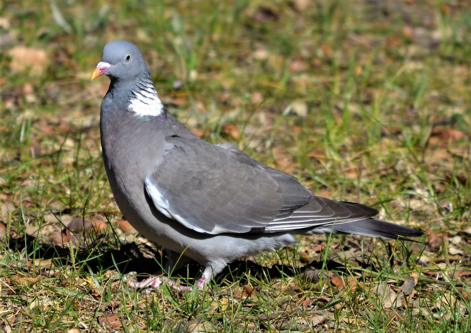 Imagens da vida animal: Pombo-torcaz (Columba palumbus)