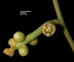 PLANT FAMILIES OF PUERTO RICO AND FLORIDA PAPO VIVES: LAURACEAE NÚM 33 ...