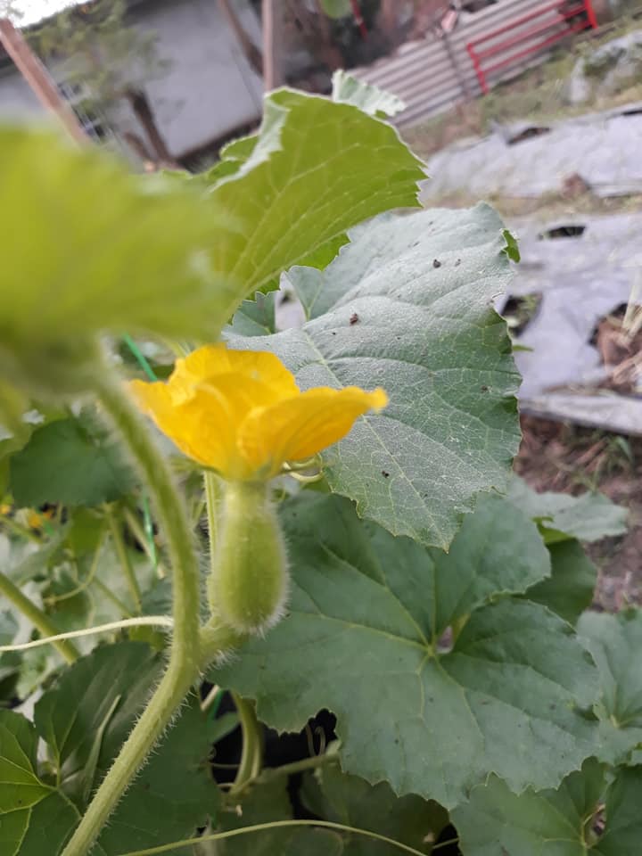 Food, Lifestyle, Education, Parenting, DIY | CaraResepi