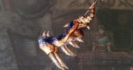 Great sword: Tigrex Series - MHP3rd Weapon Tree