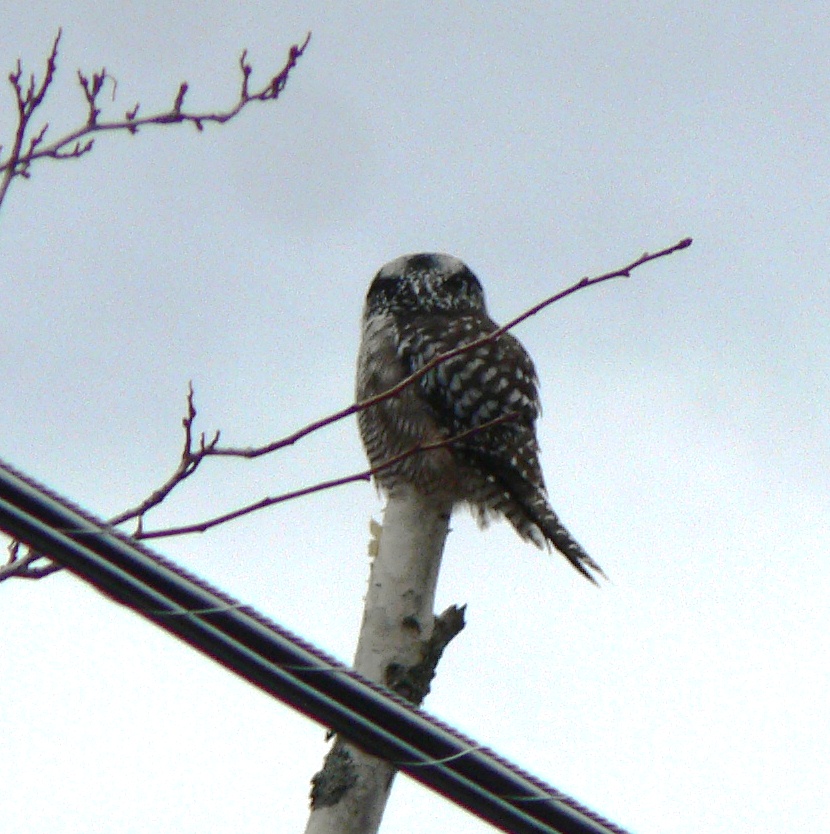 Ken Cross in Canada 2012 - birds, nature & birds: March 2012