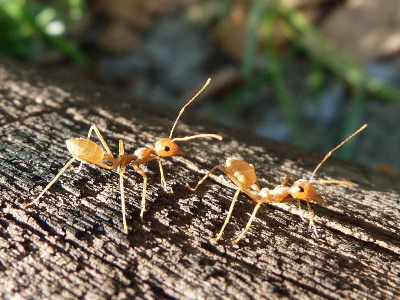 Safari Ecology: A few things you (probably) didn't know about weaver ants