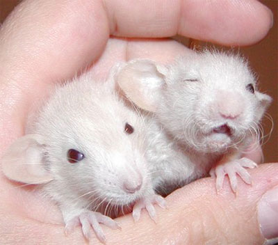 Vivi-Section: Poor widdle mice