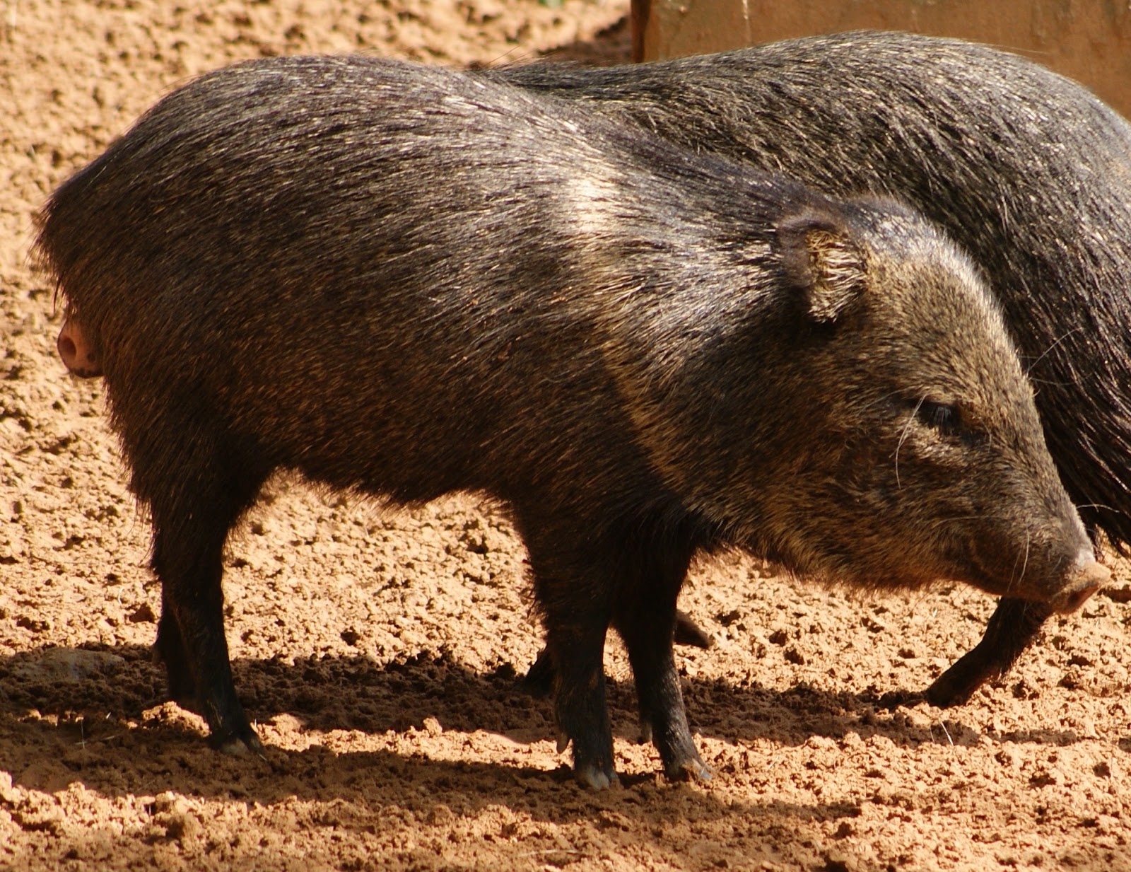 Fotografias de animais: Cateto