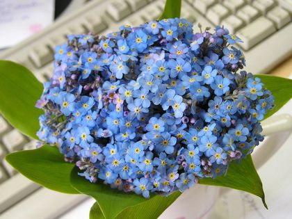 coisas e loisas - flores: miosotis