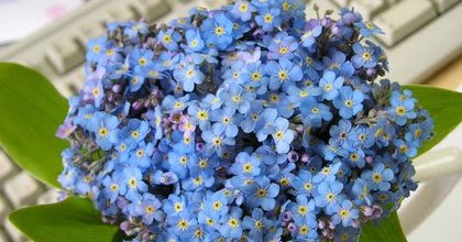 coisas e loisas - flores: miosotis