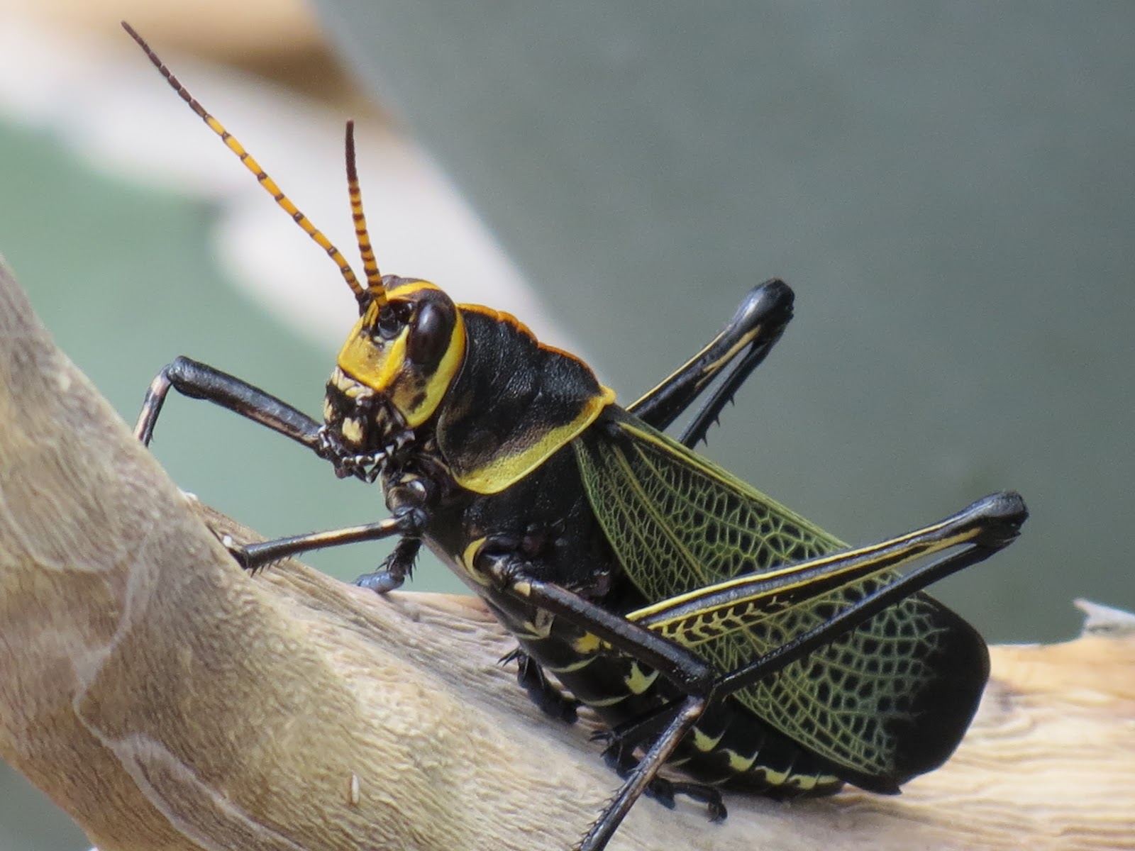 My Backyard: Bugs By Day