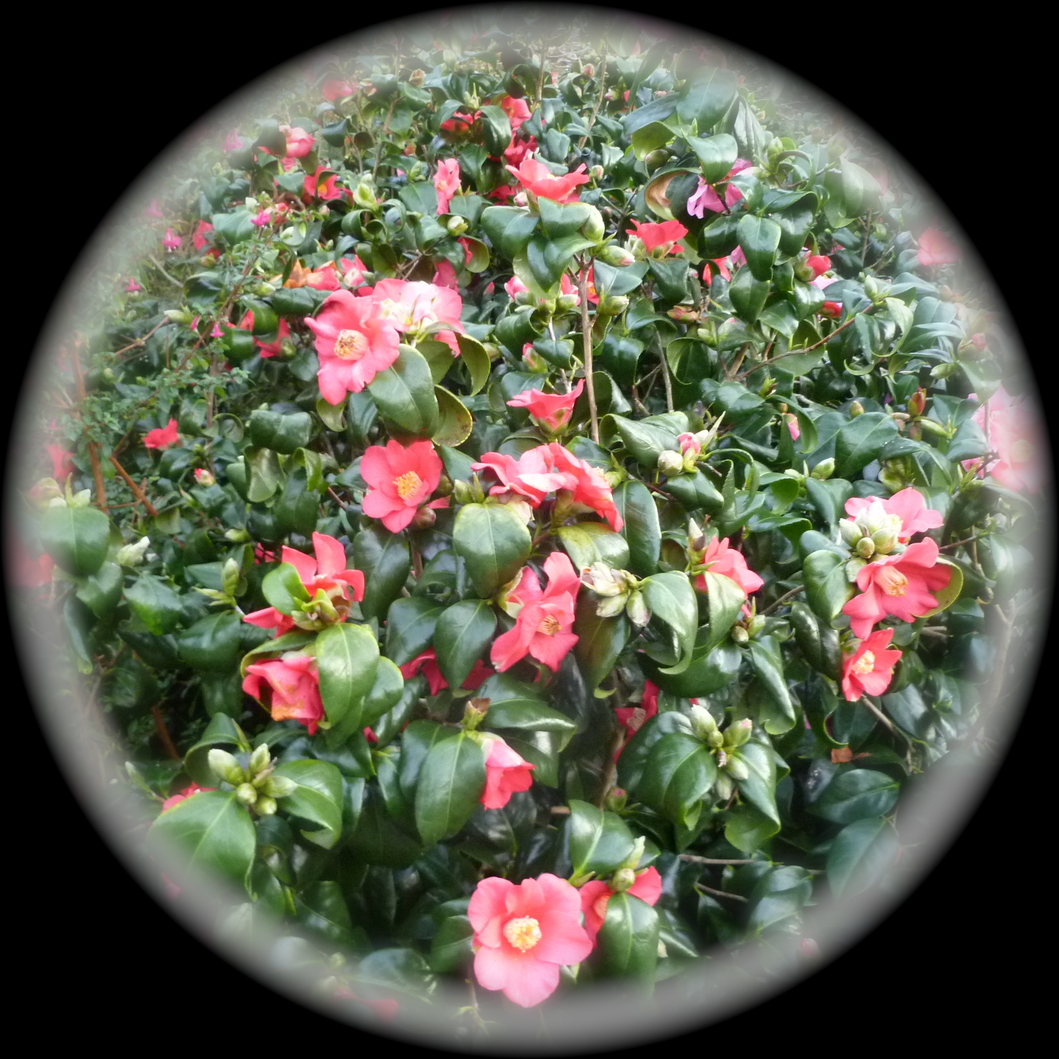 Flowers of San Francisco Botanical Garden