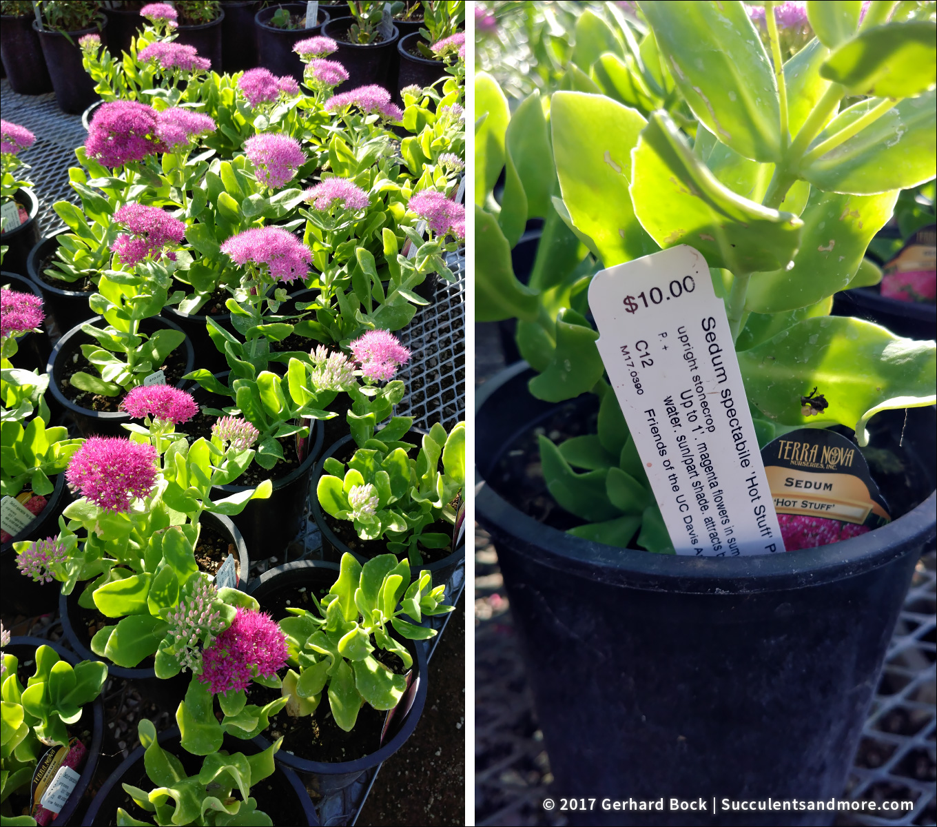 Mangaves and other goodies at UC Davis Arboretum fall plant sale