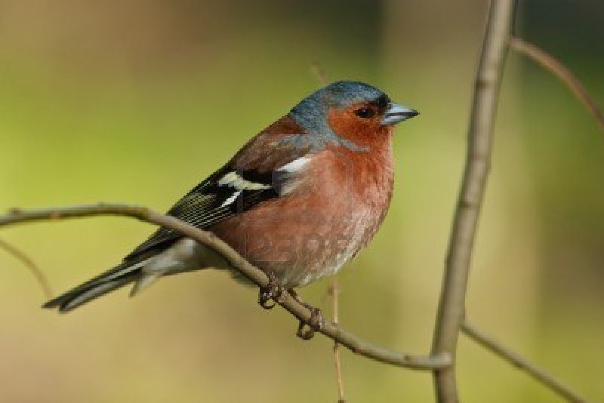 El mundo de Saandry: El pajarico Pinzón