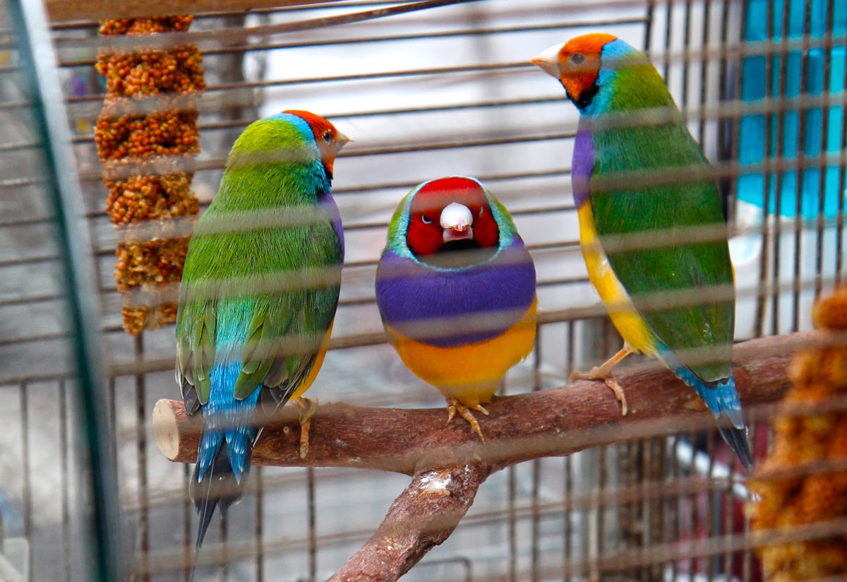 Parisian for a Year: Sunday is Bird Market Day
