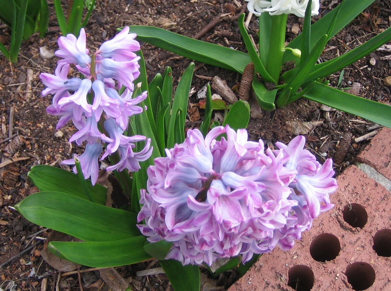 A Growing Delight: Dutch Hyacinths and other portents of Spring