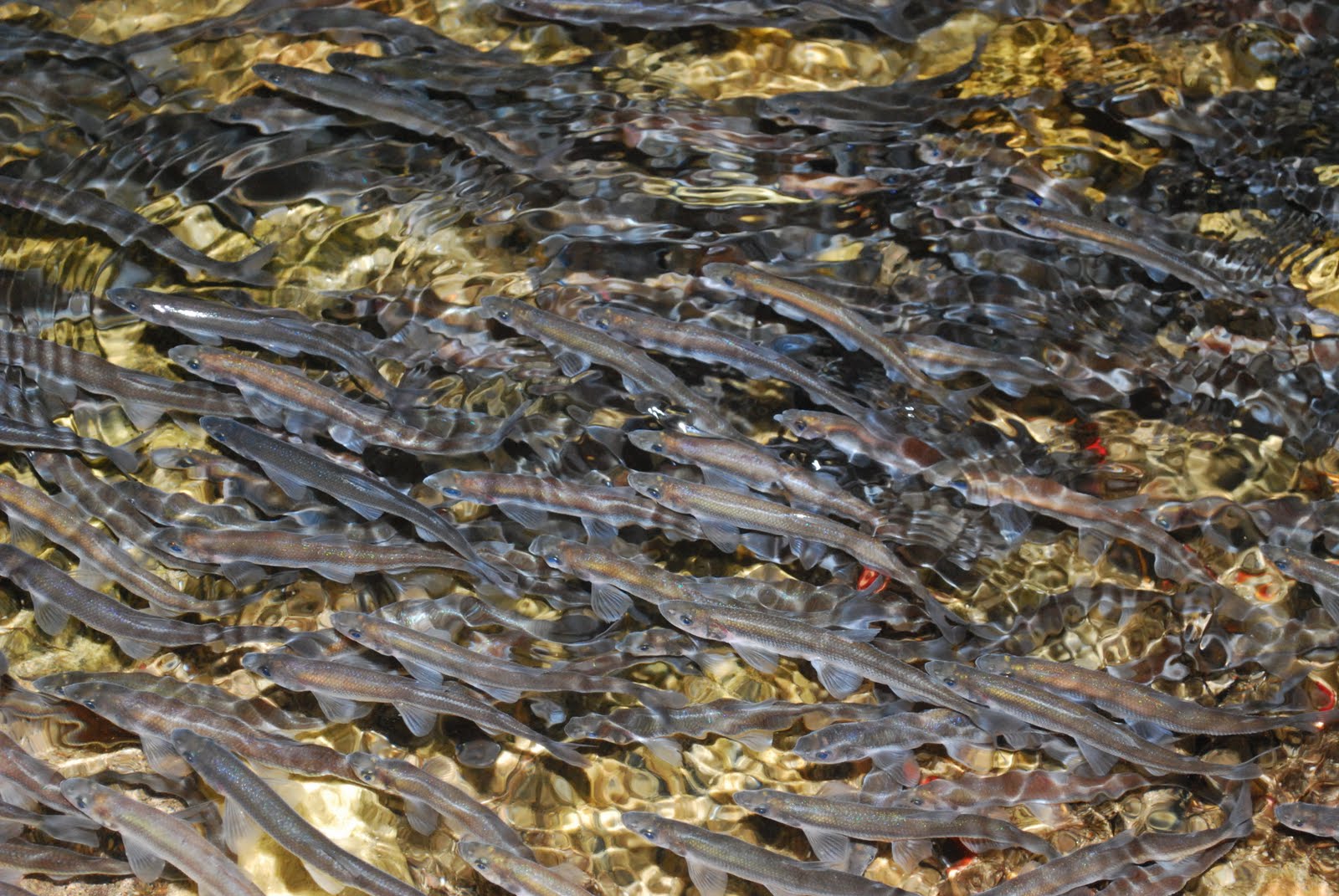 Adirondack Fish: Rainbow Smelt - - The Adirondack Almanack