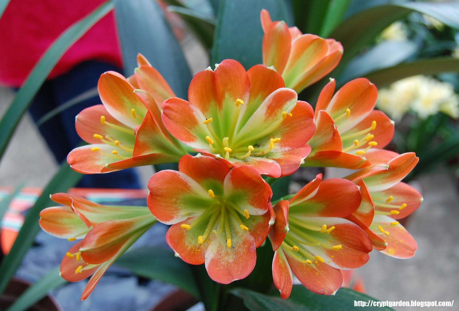 Clivia Breeding: 2015