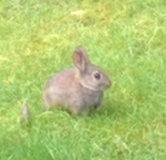 Clippers Mri - Chronic lymphocytic inflammation with pontine ...