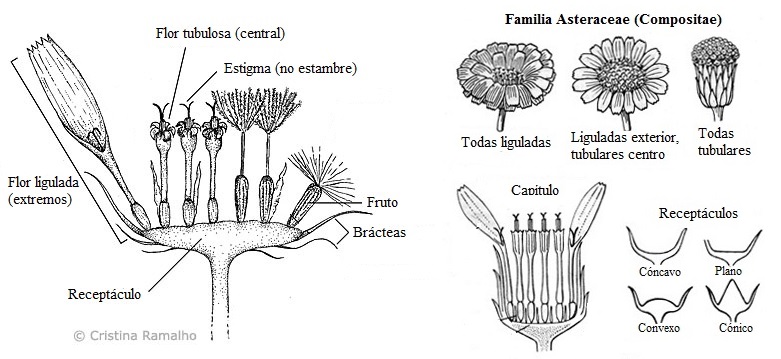 Grubial: La unión hace la fuerza