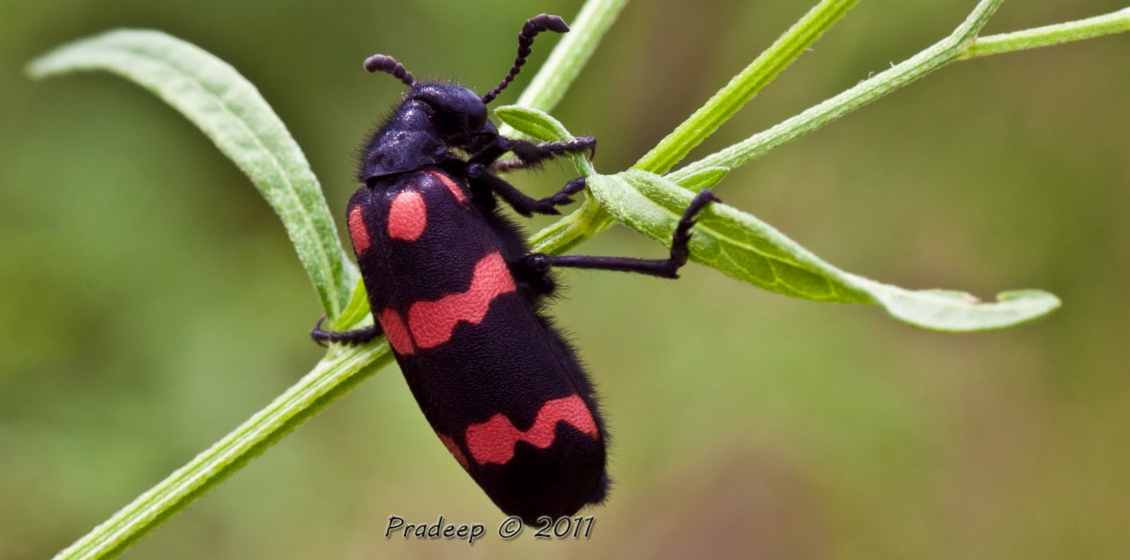 The Professional Eye