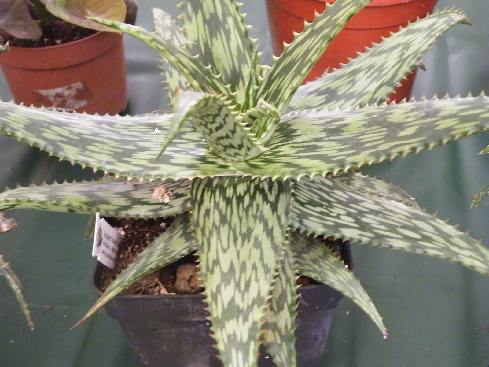 The cactus and Succulent Society of Malta: More pictures from the 2013 ...