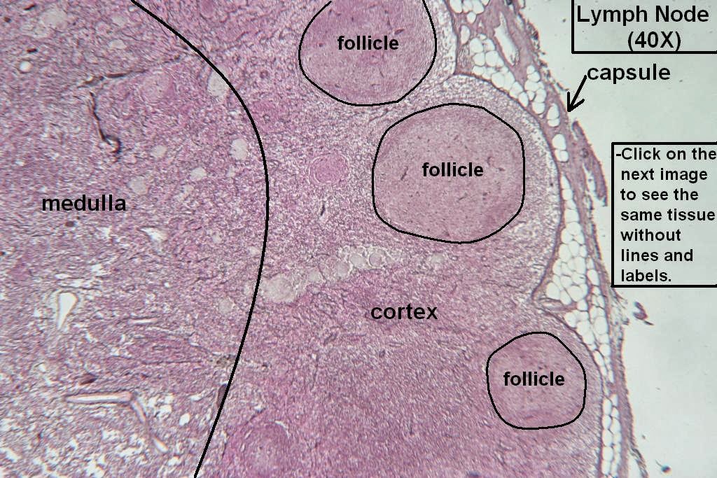 Sydney's Biology 3500 Blog: Assignment 1: My Favorite Tissue