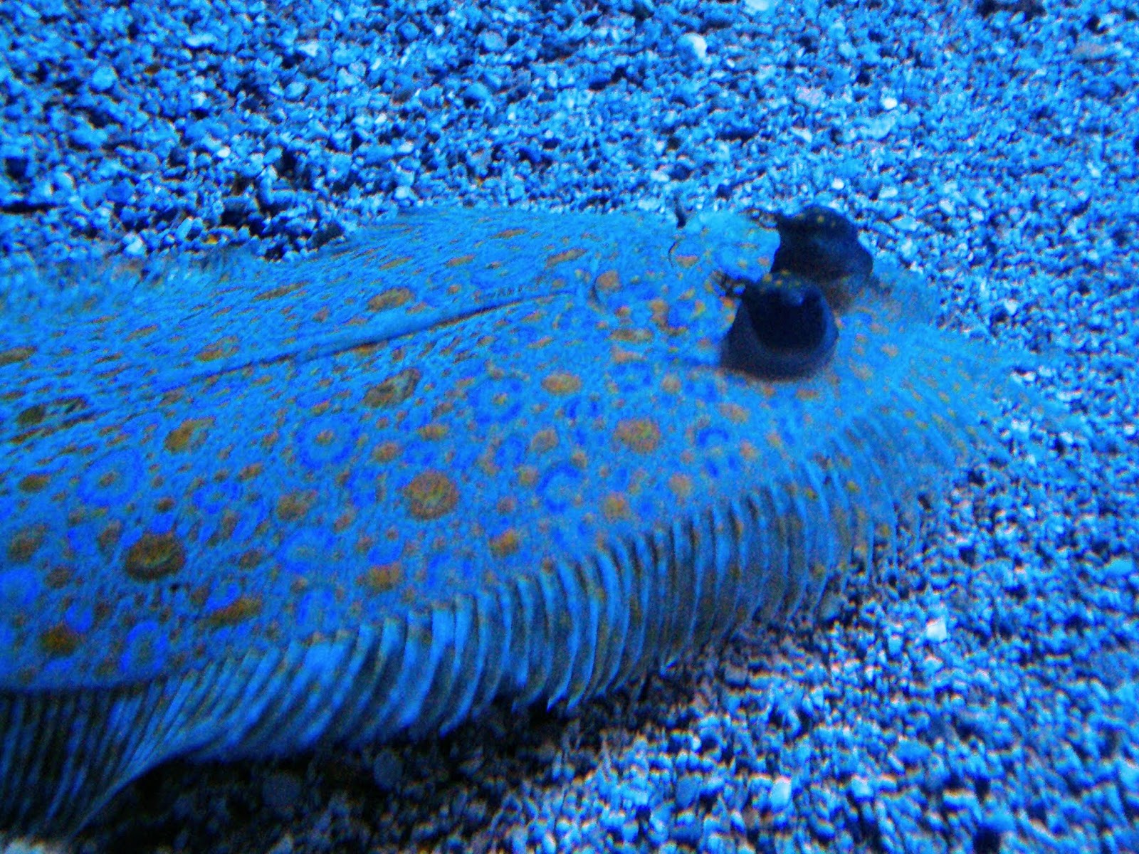 Ocean Center Video And Photos