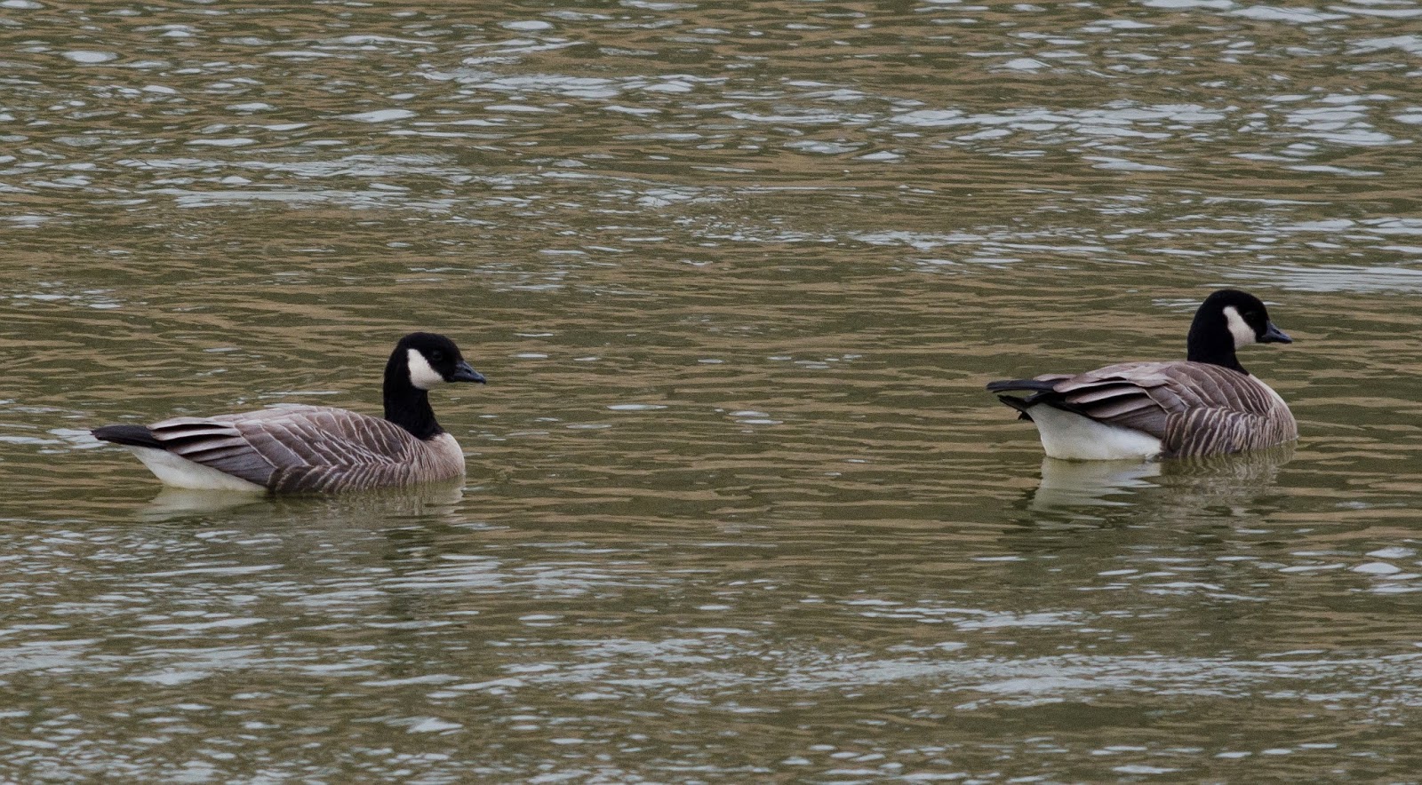 On the Subject of Nature: Two Rare Geese on the Hocking!