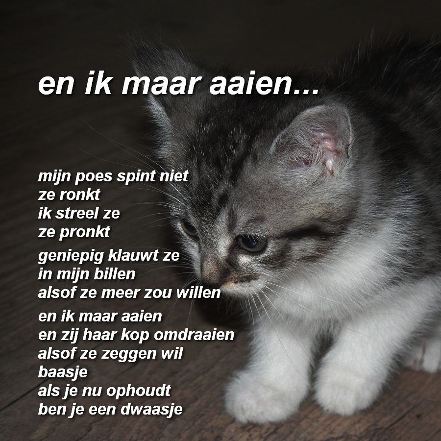 Gedichten In Beeld En Ik Maar Aaien