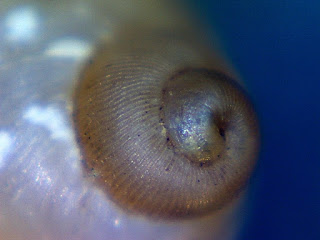 Moluscos terrestres de Argentina: Naesiotus centralis (Doering, 1879)